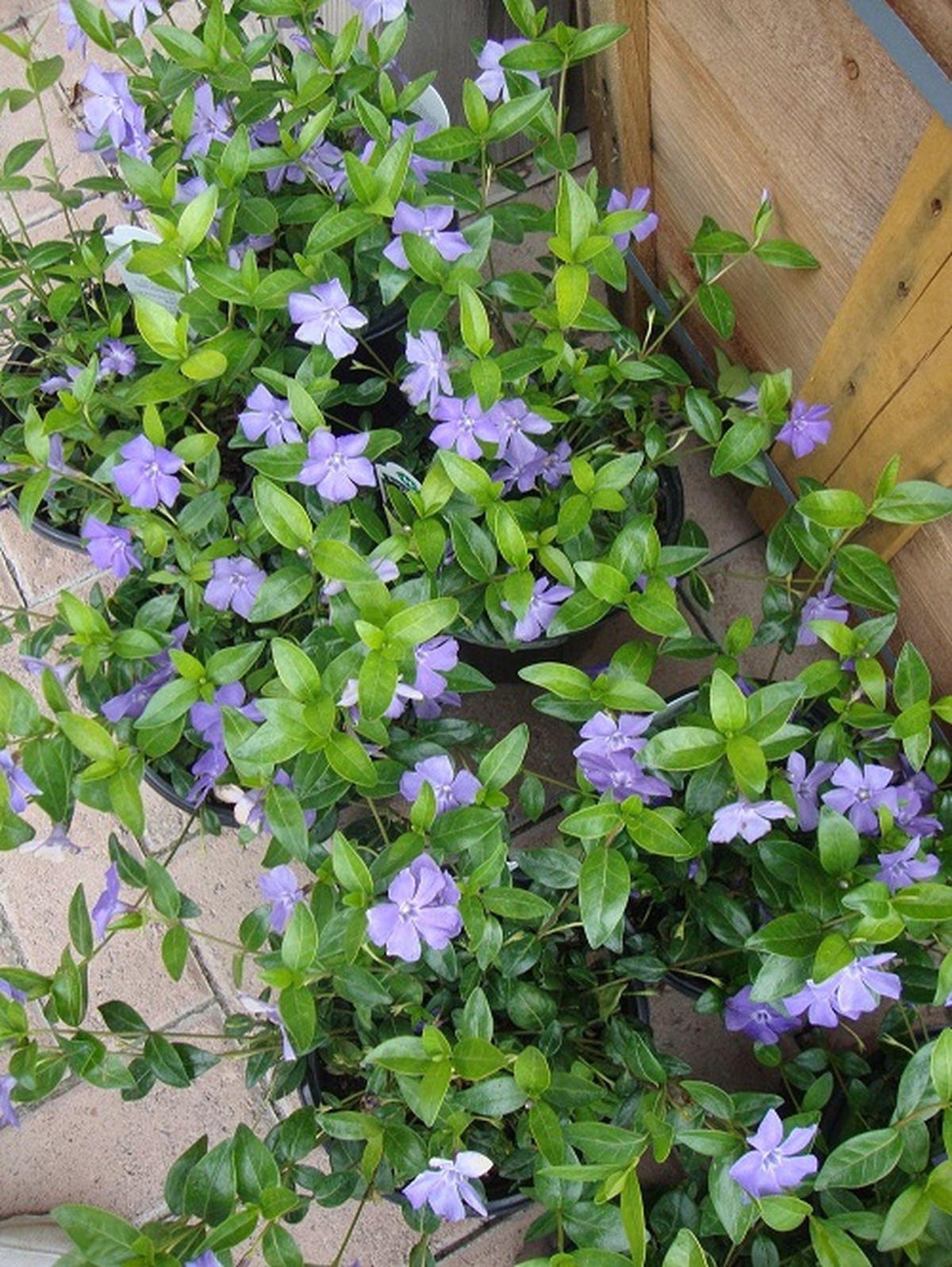 15 Types of Vincas to Brighten Your Garden