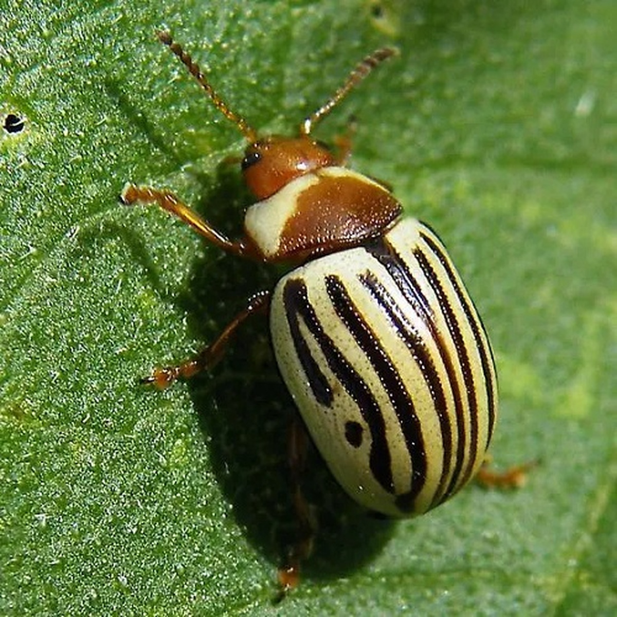 11 Amazing Yellow Bugs on Plants: Discover Garden's Tiny Gems