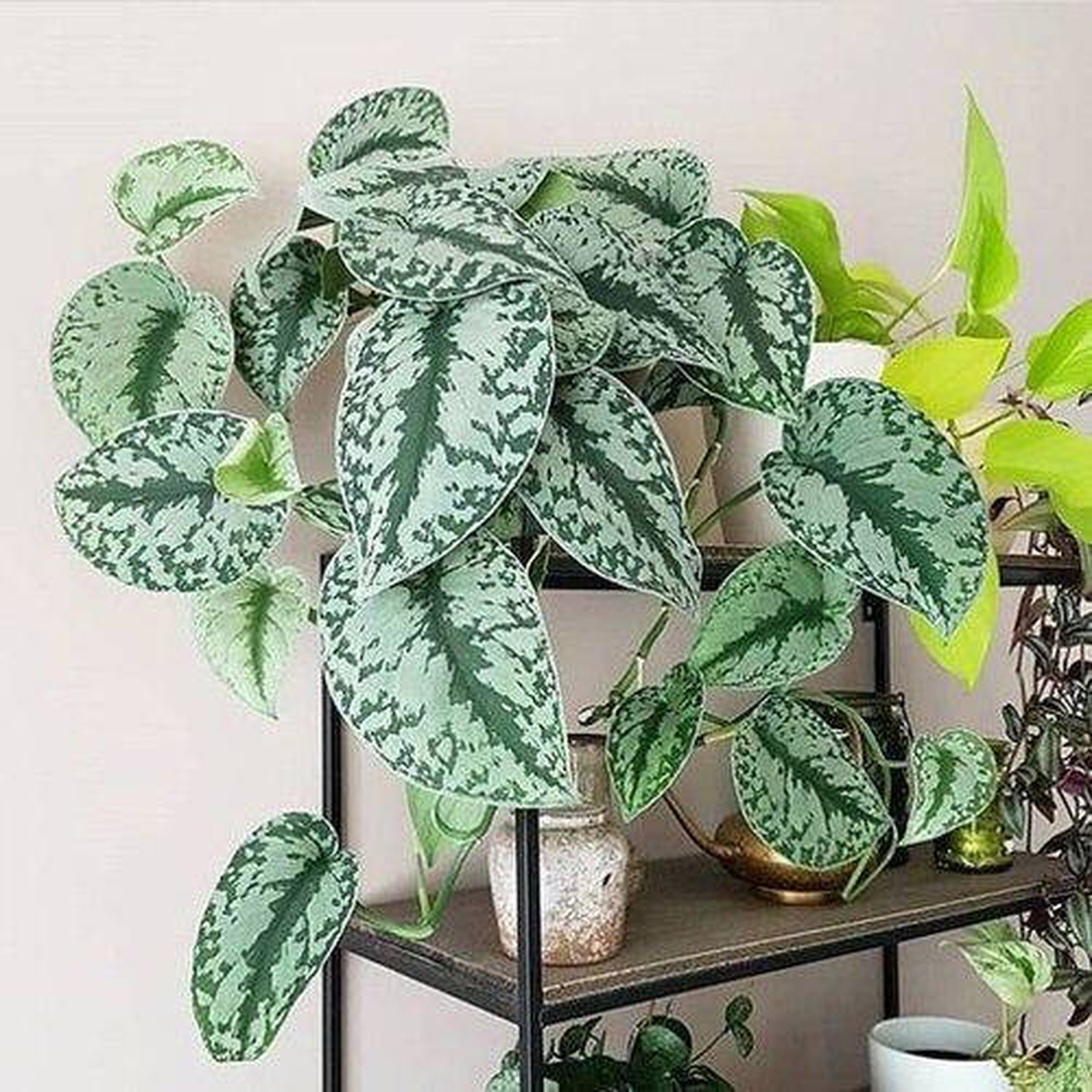 6 Beautiful Low Light Pothos that Need No Sun to Thrive