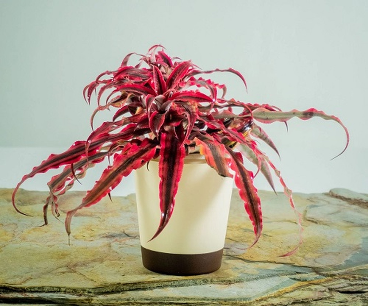 11 Stunning Plants With Red Veins on the Foliage to Adore