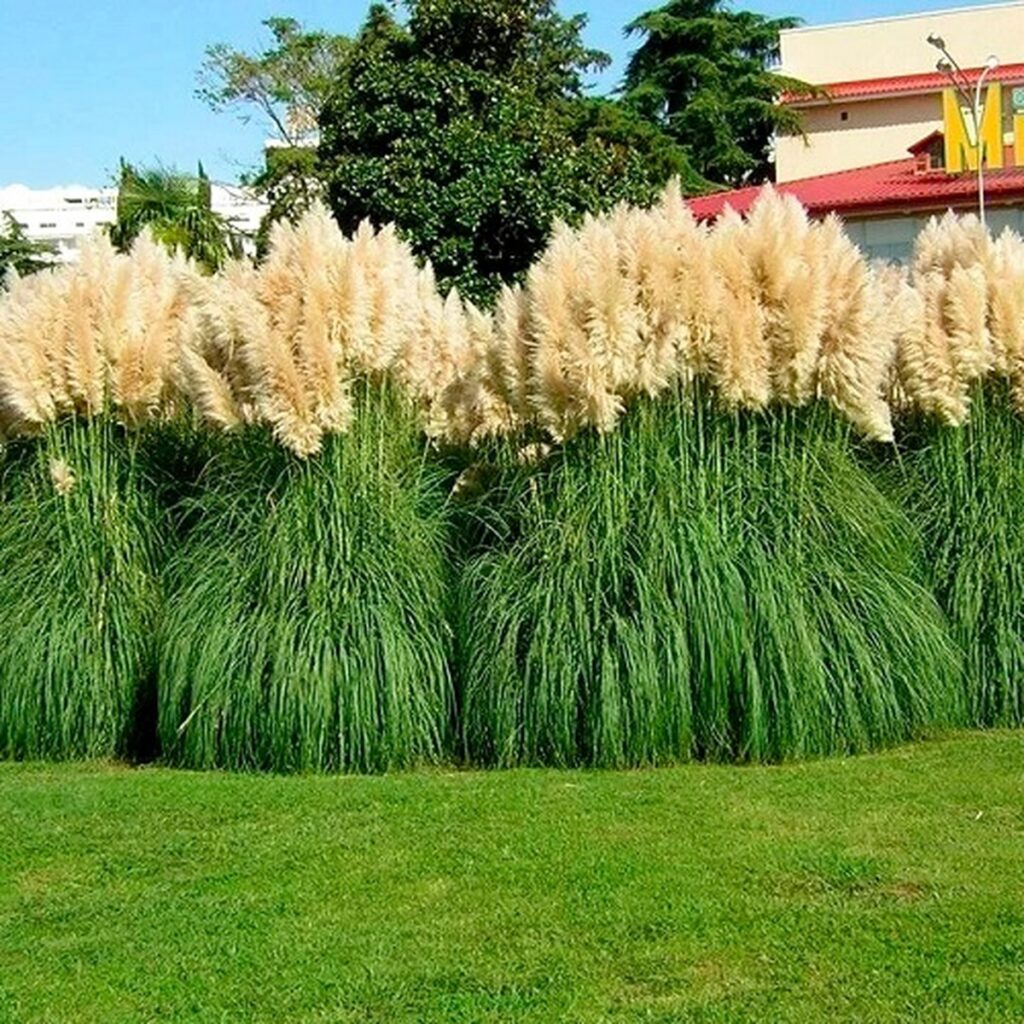 15 Stunning Tall Grasses for Privacy That Transform Your Space