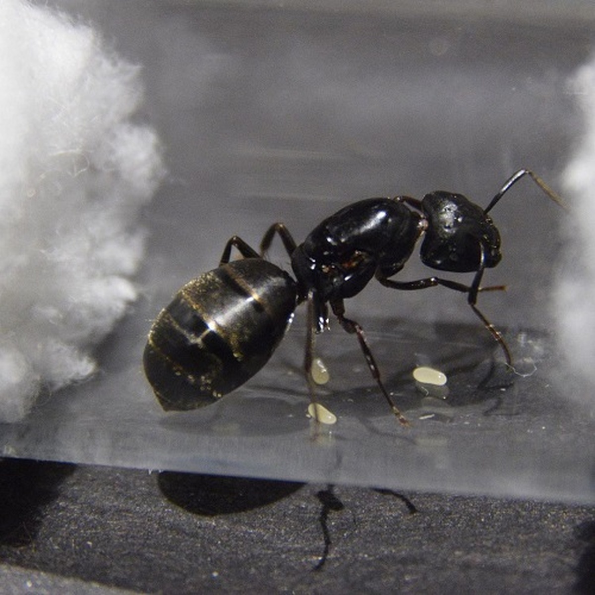 11 Surprising Tiny Black Bugs in Bathroom with No Wings to Know