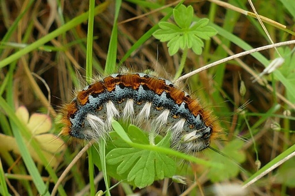 32 Fascinating Orange and Black Caterpillars We Often Spot
