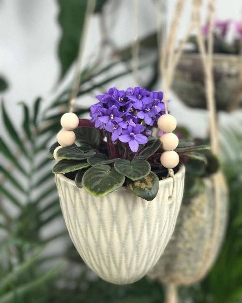 29 Charming African Violets Display Ideas for Your Home