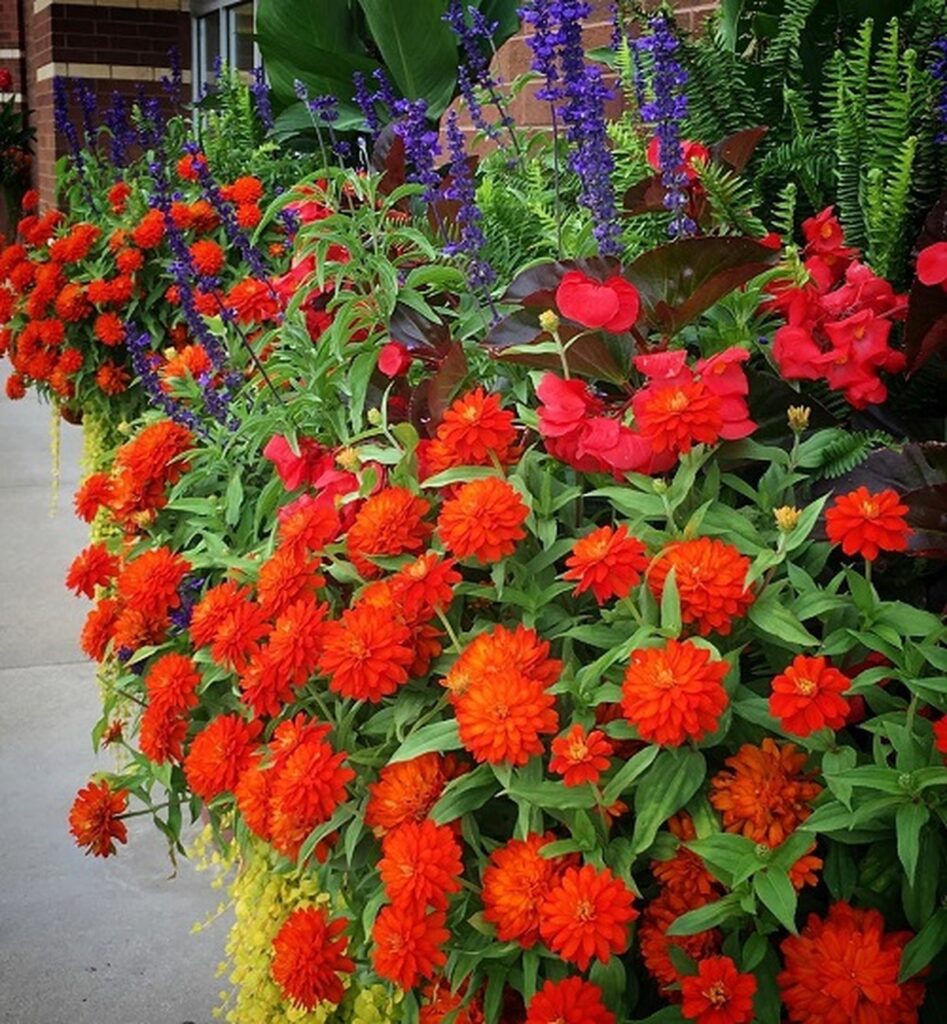 47 Stunning Flowers For Full Sun That Thrive In Blazing Heat
