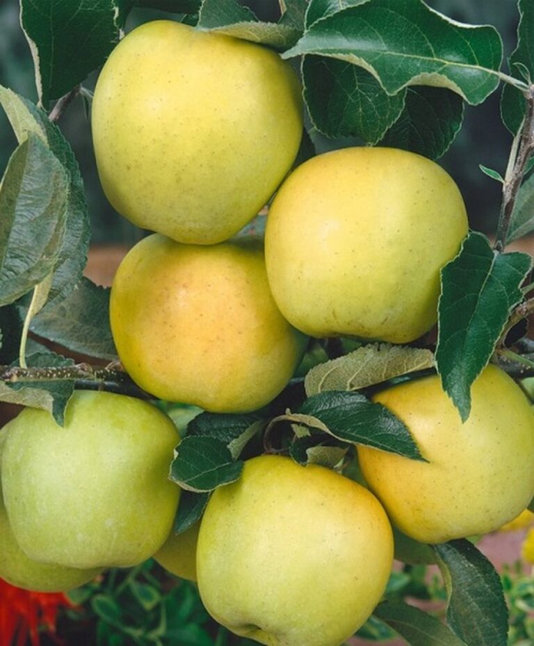 27 Delicious Yellow Apple Varieties Perfect For Your Garden