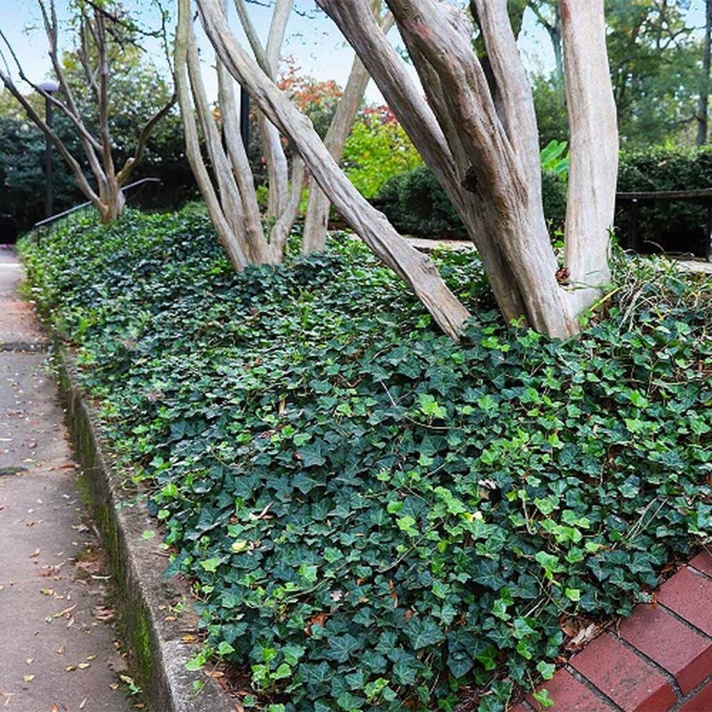 17 Beautiful Vines that Make Good Ground Cover for Your Garden