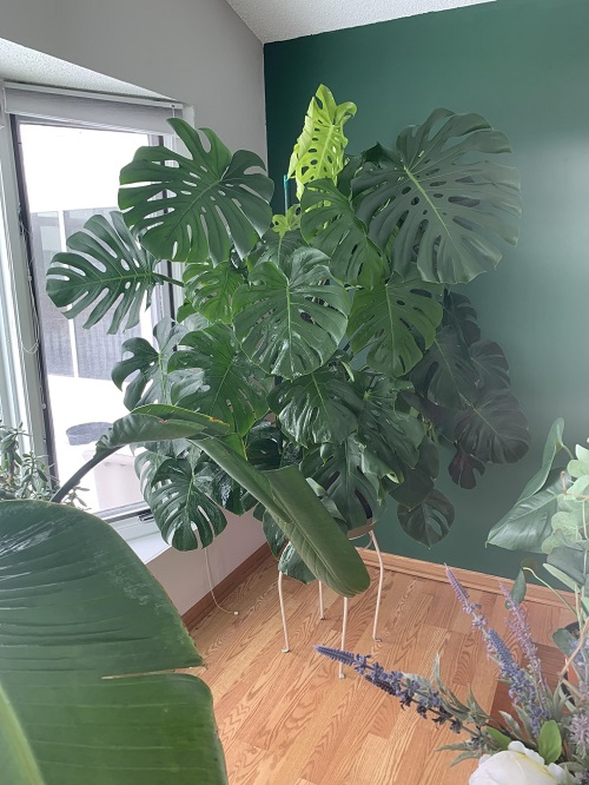 13 Stunning Privacy Plants for Windows to Shield Your Home