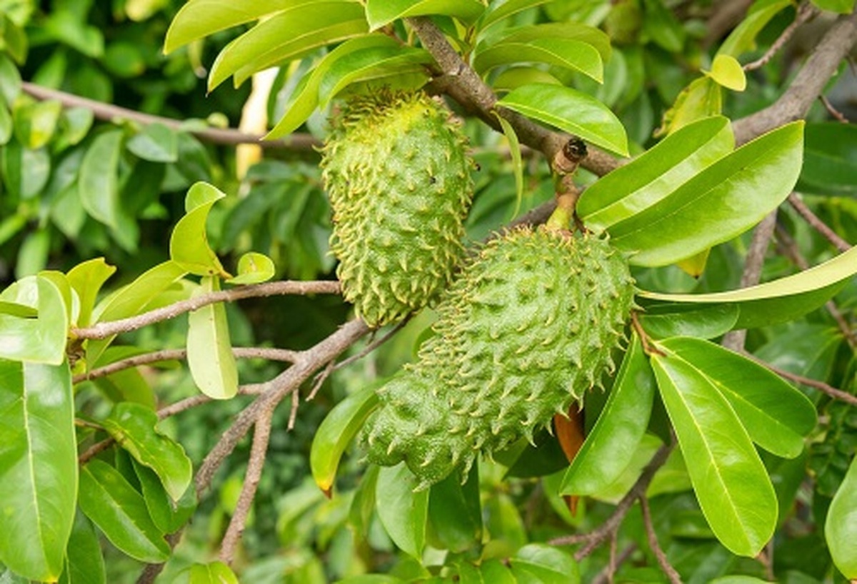 11 Smelly Fruits that Stink and Smell: Hold Your Nose!