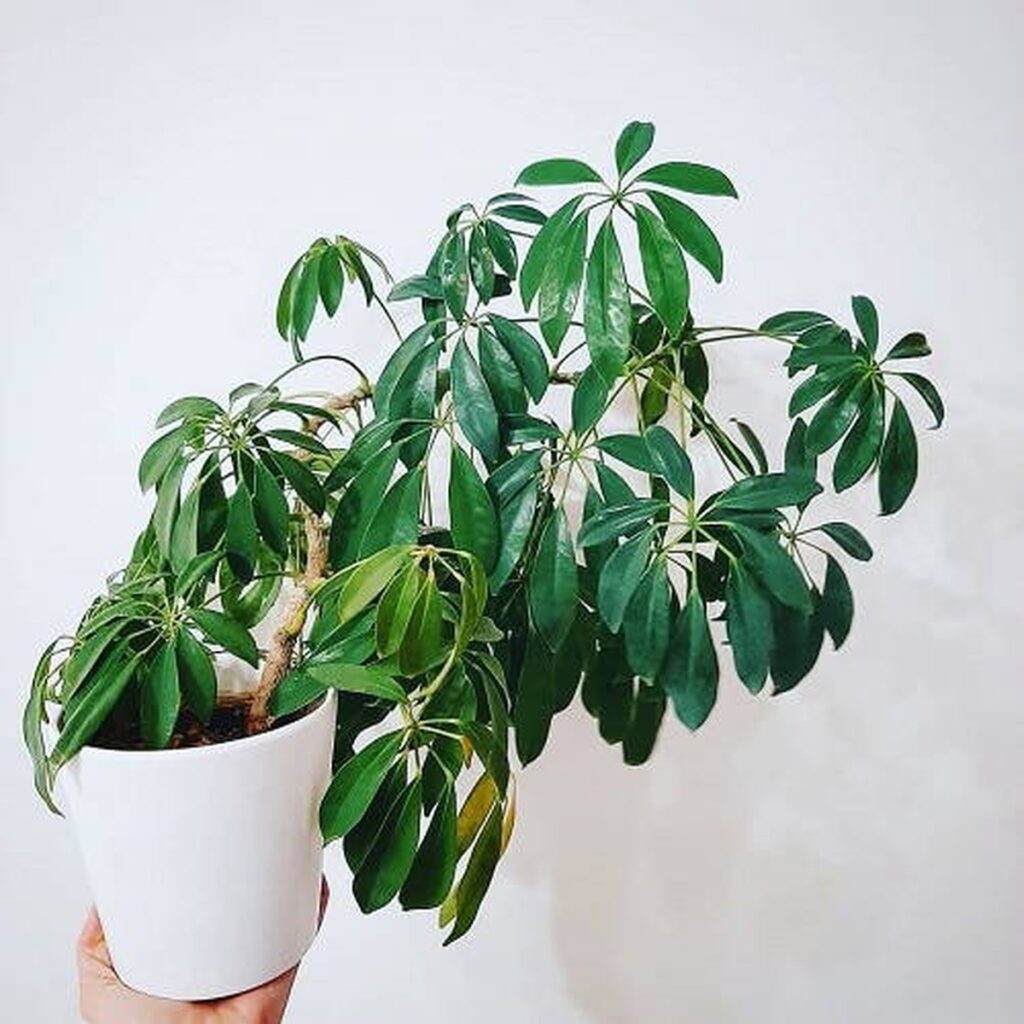 12 Beautiful Types of Scheffleras You Can Grow Indoors