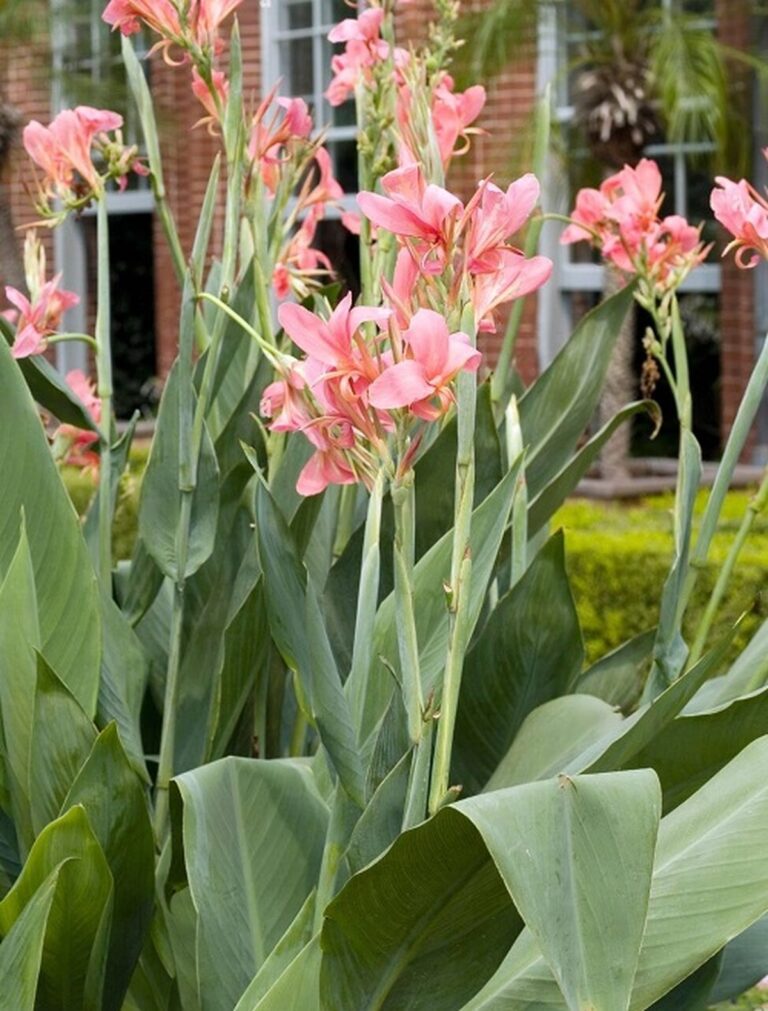 17 Stunning Tall Canna Lily Varieties - How Giant Can They Grow?