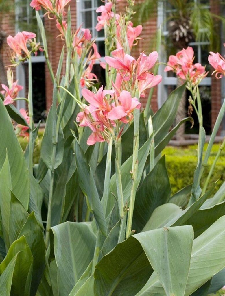 17 Stunning Tall Canna Lily Varieties - How Giant Can They Grow?