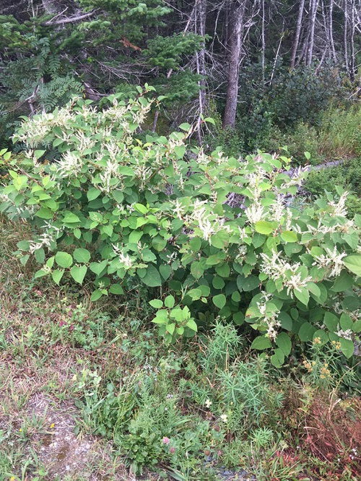 13 Most Invasive Plants: Remove These Garden Troublemakers Now