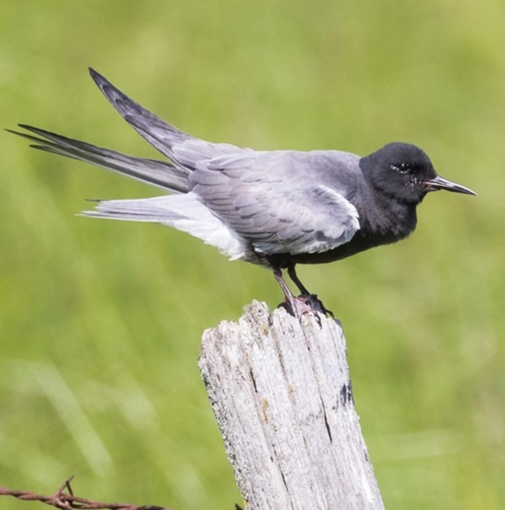 30 Striking Birds with White Stripes on Wings - Nature's Wonders!