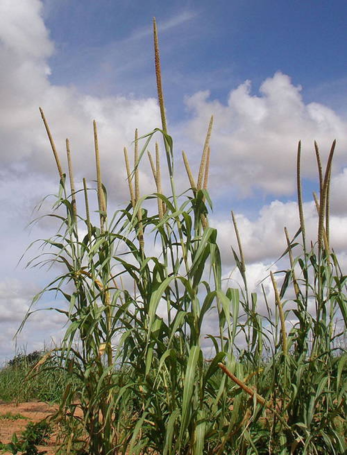 12 Fascinating Plants That Look Just Like Corn But Aren't