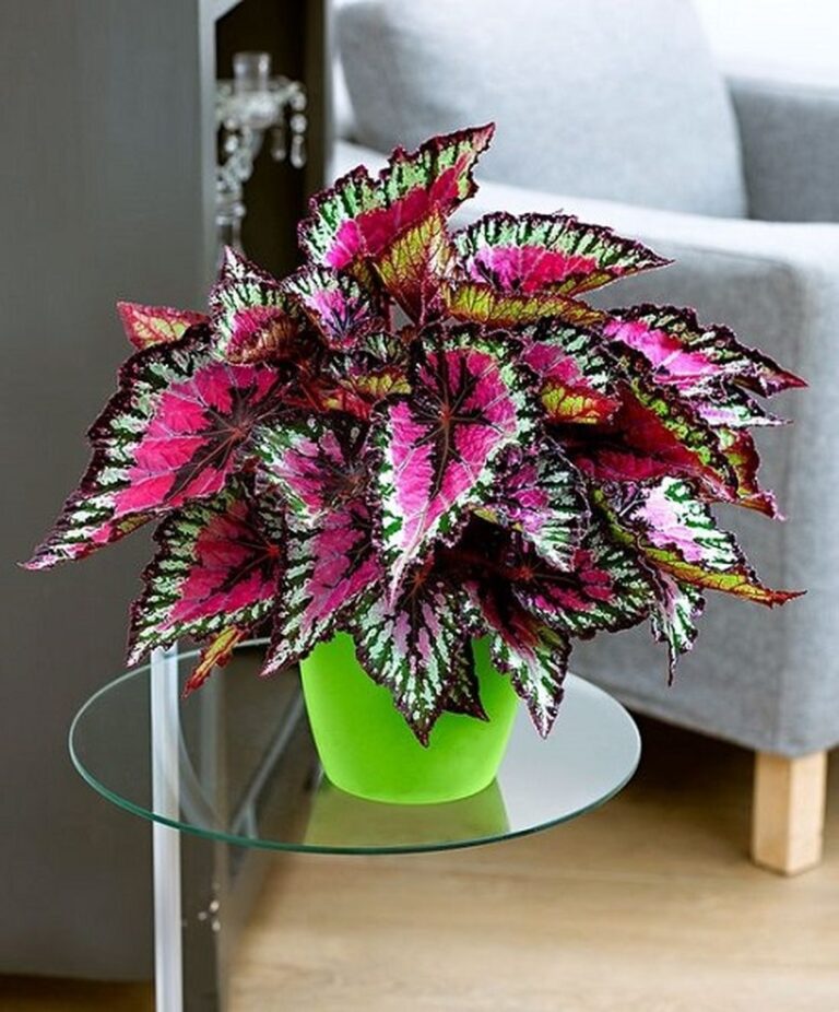 24 Stunning Pink Begonia Varieties to Explore