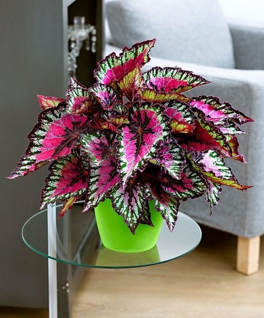 24 Stunning Pink Begonia Varieties to Explore