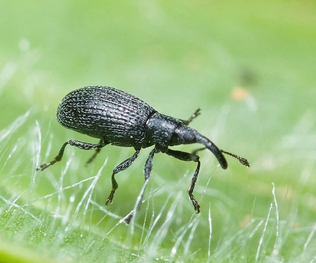17 Fascinating Tiny Black Bugs That Look Like Poppy Seeds