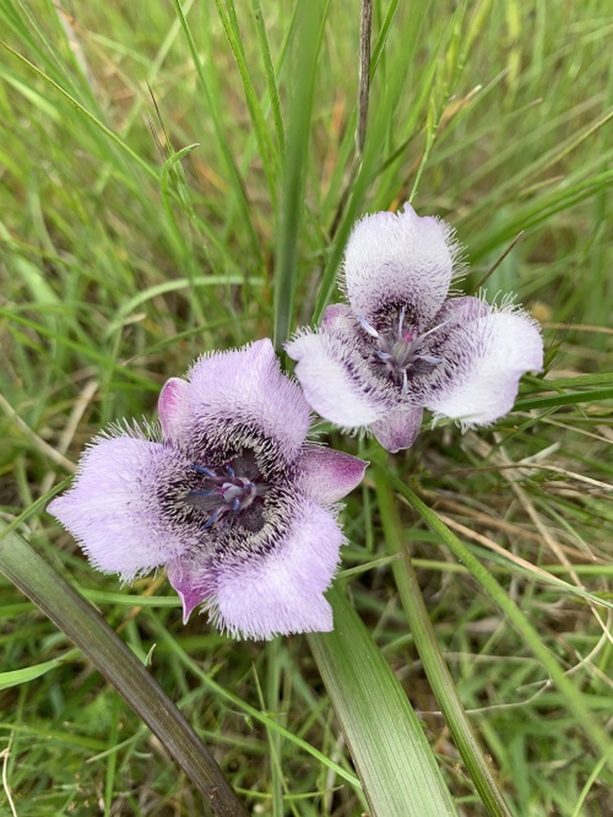 13 Beautiful Flowers That Look Like Cats - Nature's Adorable Mimics