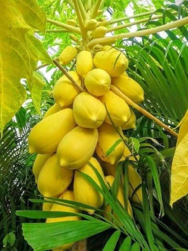 14 Delicious Papaya Varieties: Different Types of Papayas to Try