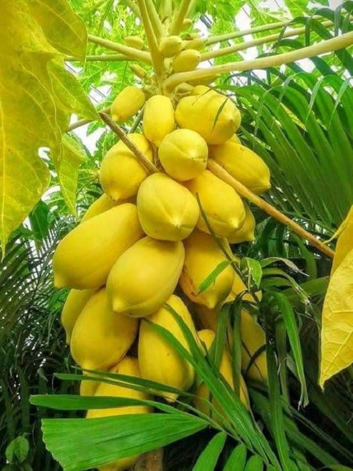 14 Delicious Papaya Varieties: Different Types of Papayas to Try