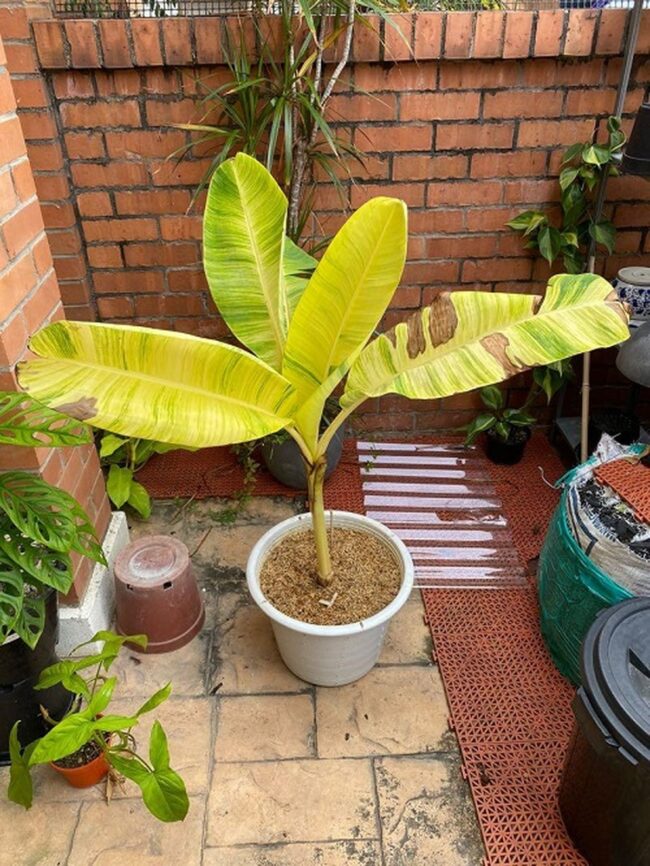 8 Stunning Variegated Banana Plant Varieties to Brighten Your Garden