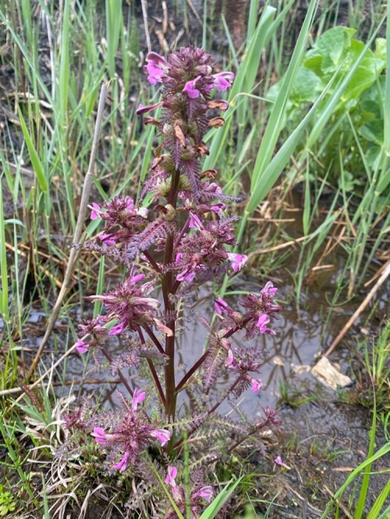 16 Sneaky Unwanted Plants / Parasites Taking Over Your Garden