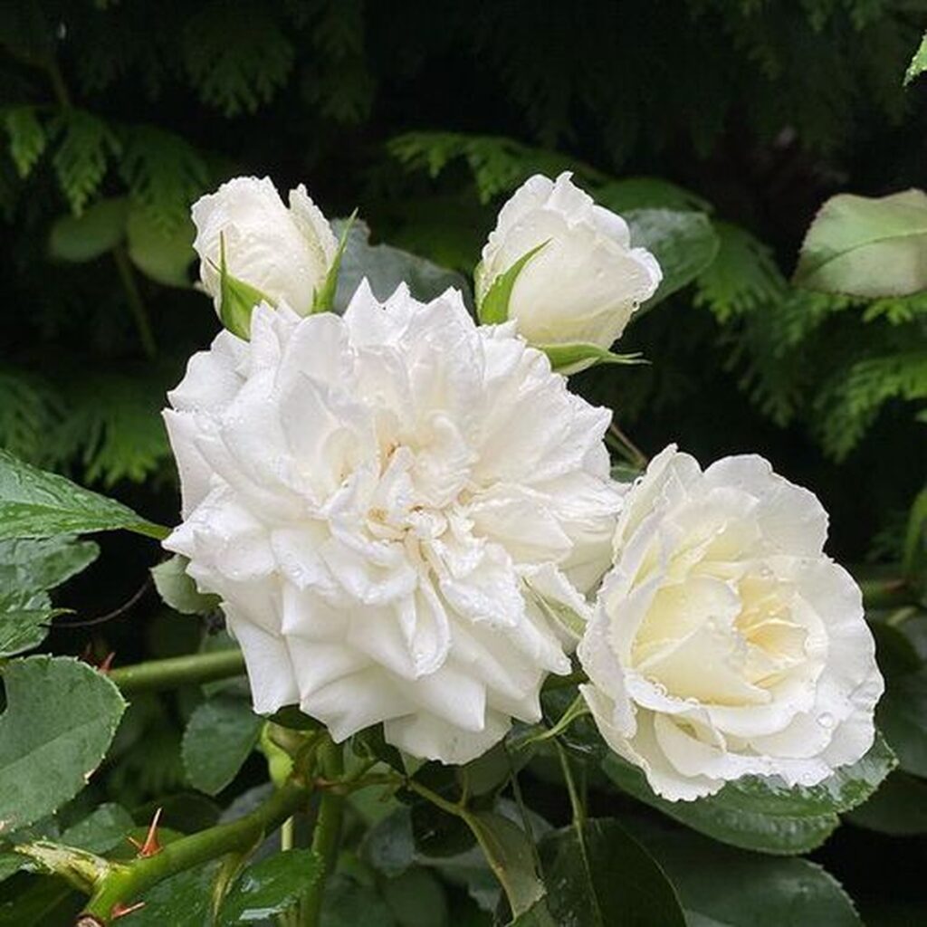 26 Beautiful Shade Tolerant Roses for Your Garden Hideaway