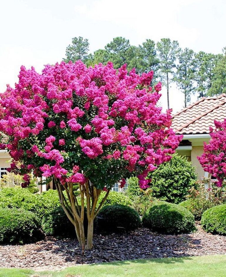 29 Stunning Pink Flowering Bushes That Brighten Any Garden