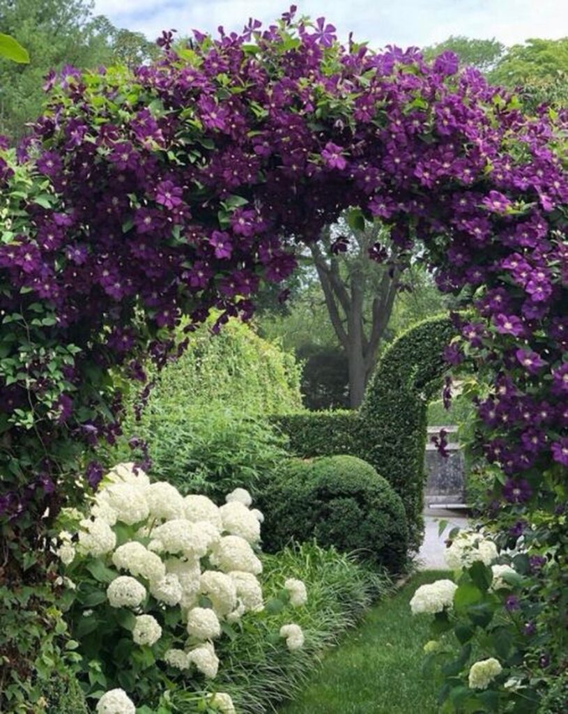 27 Stunning Ideas with Clematis in the Garden to Inspire You