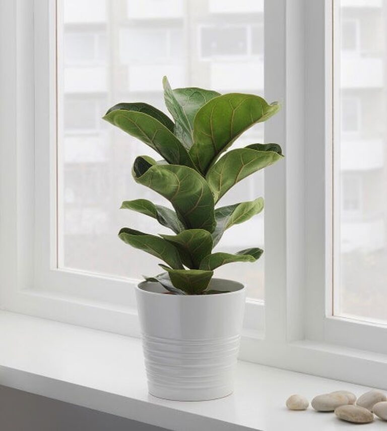 14 Charming Dwarf Tree-Like Houseplants for Cozy Home Spaces