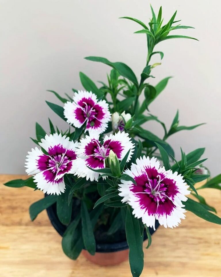 19 Amazing Flowers with 5 Petals That Brighten Any Garden