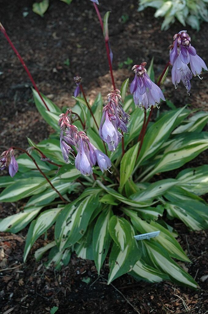 25 Stunning Purple Hostas To Brighten Your Garden Space