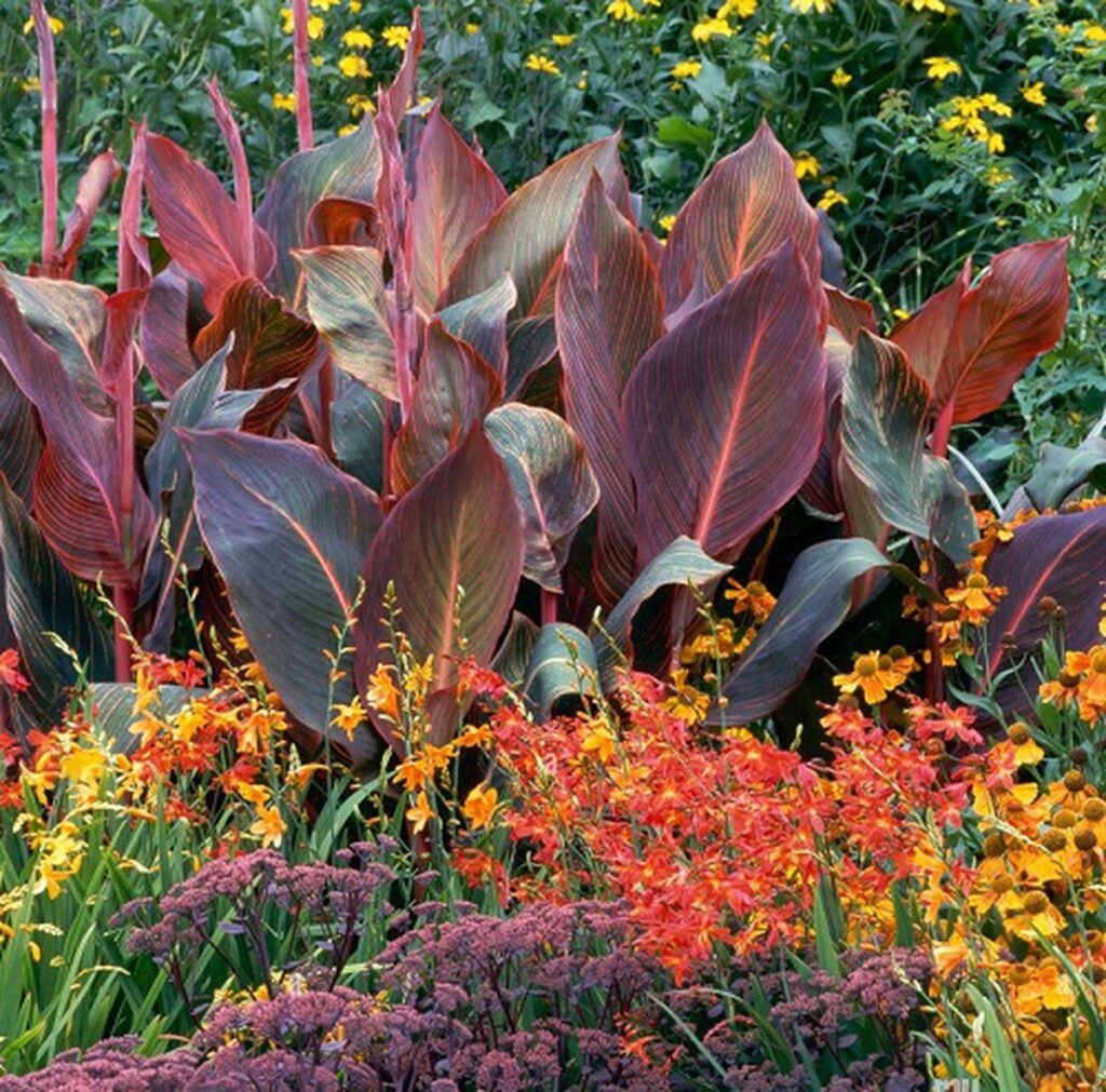 30 Stunning Red Leaf Plant Varieties to Brighten Your Garden