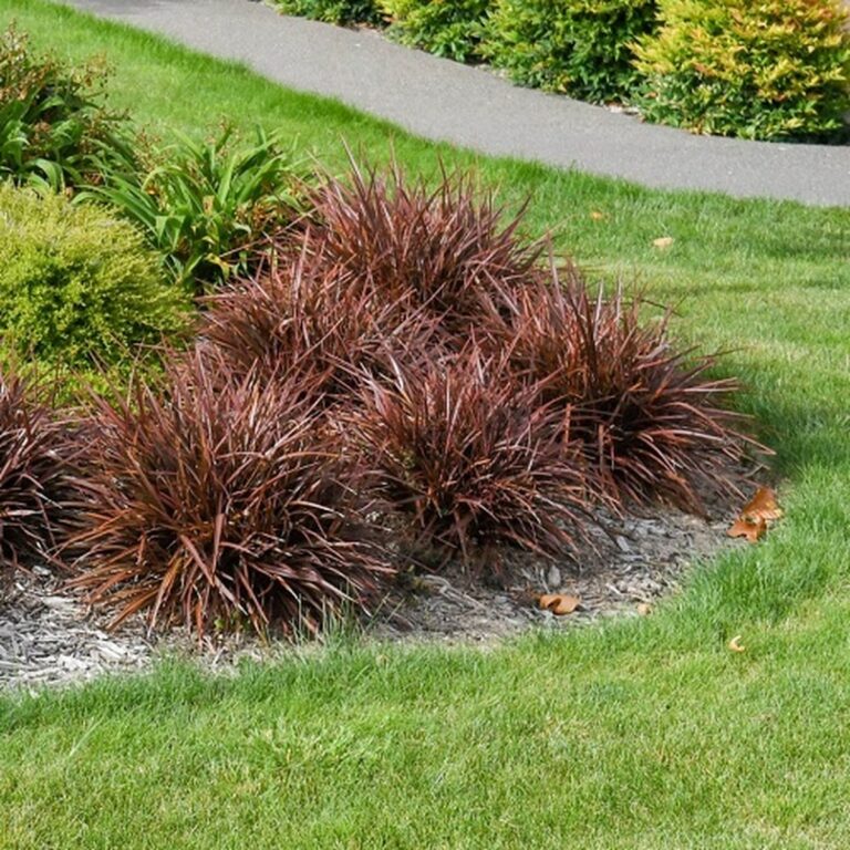 18 Stunning New Zealand Flax Varieties That Brighten Any Garden