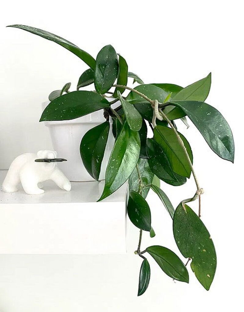 32 Amazing Hoya Plant Ideas to Display Them in Style!