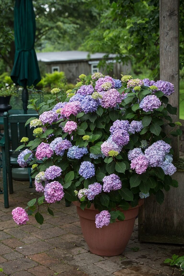 17 Stunning Types of Purple Hydrangea Varieties for Your Garden