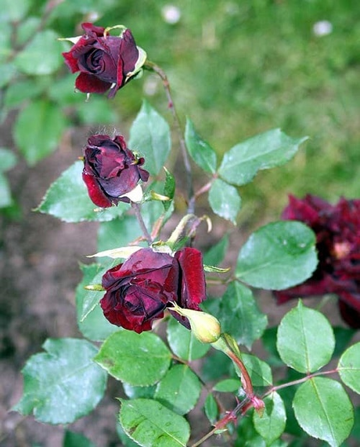 10 Mesmerizing Black Rose Varieties and Their Symbolic Meanings