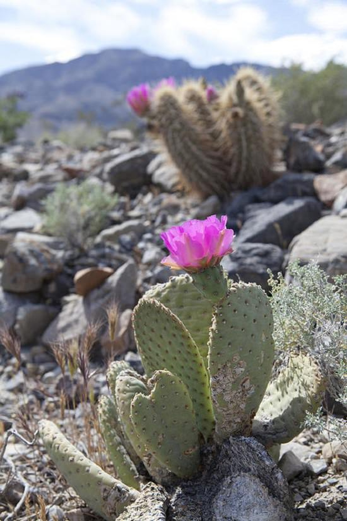 11 Easy-to-Grow Cactus Types for Plant Lovers