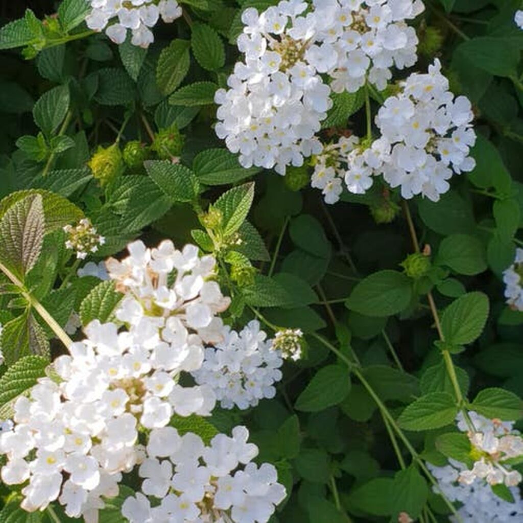 20 Vibrant Types of Lantanas Perfect for Your Garden
