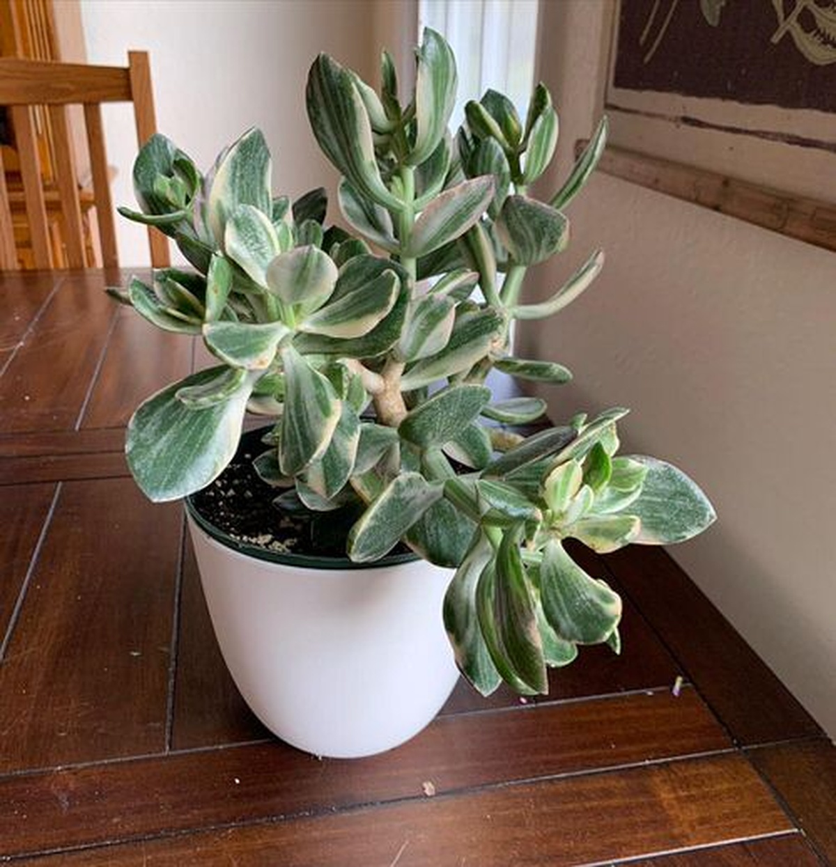 11 Stunning Crassula Ovatas: Jade Plants That Delight Everyone