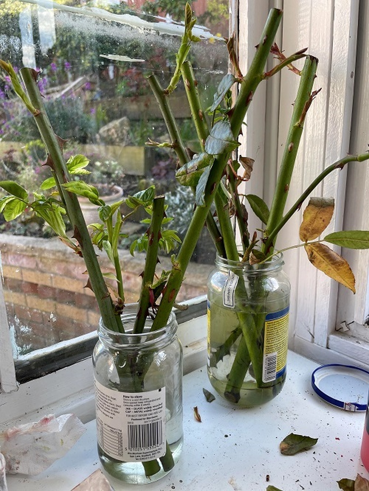 8 Simple Yet Magical Ways to Propagate Roses From Cuttings