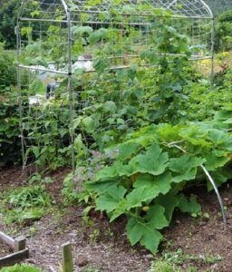 26 Simple and Creative DIY Bean Trellis Ideas for Your Garden