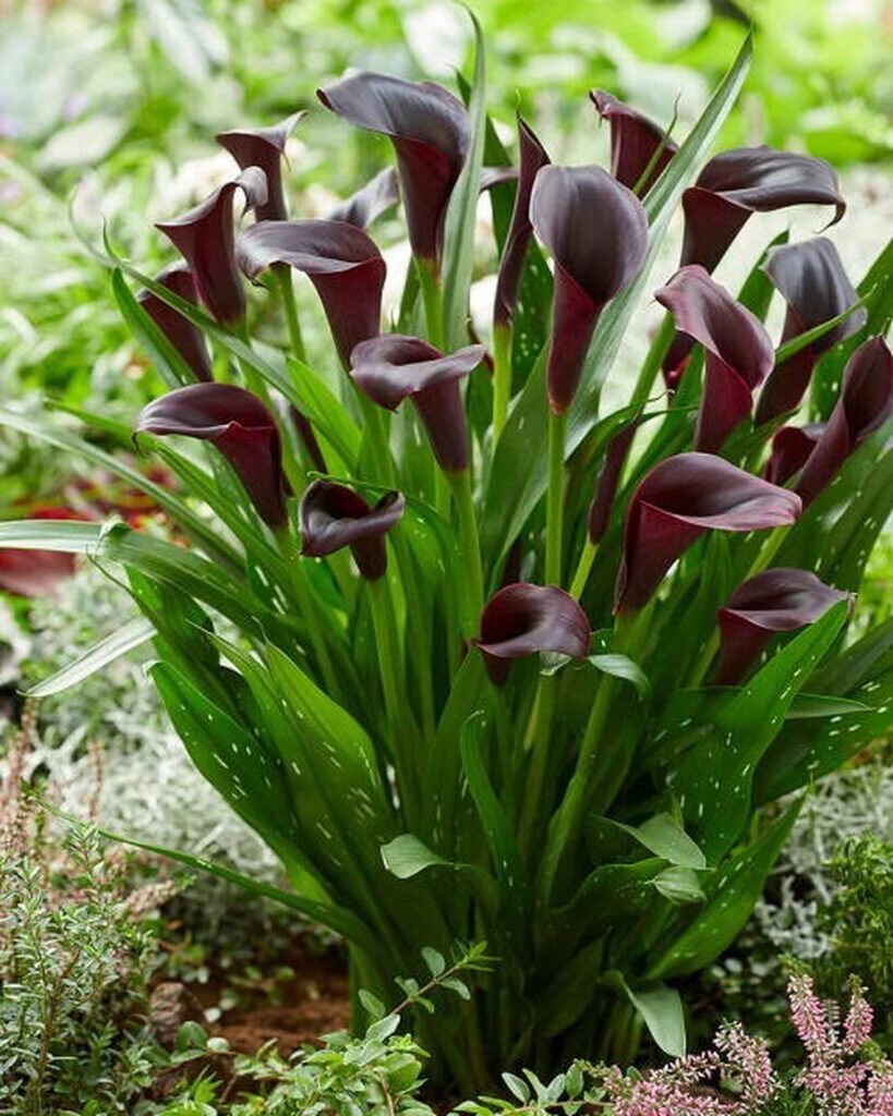 14 Beautiful Black Calla Lily Varieties That Amaze Every Time