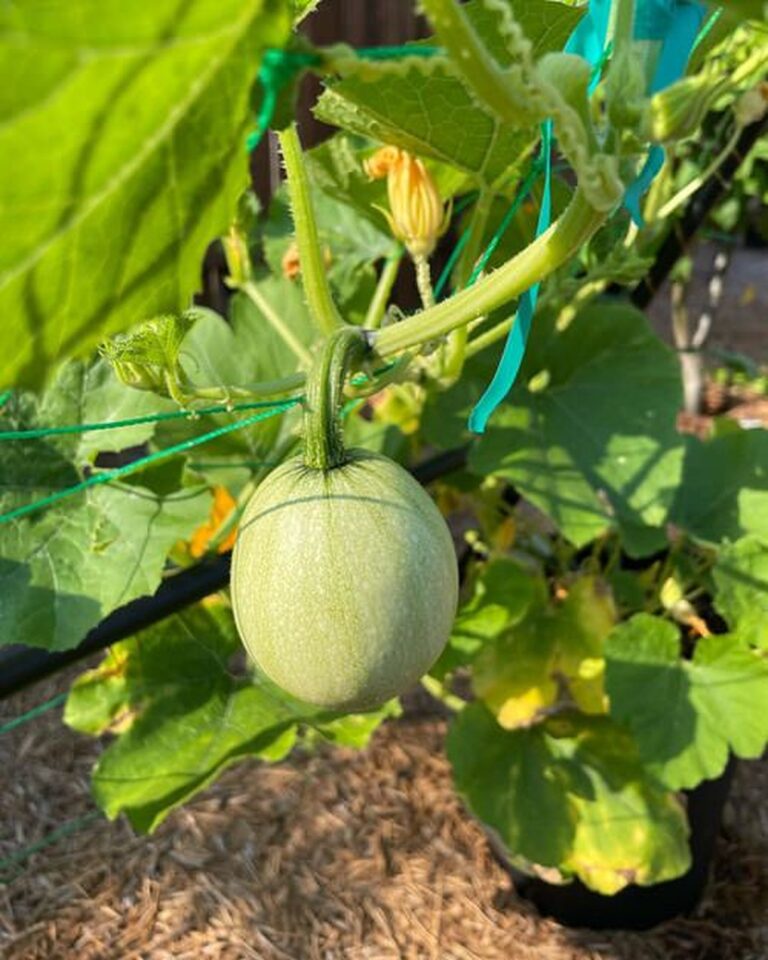38 Delicious Types of Squash: Best Varieties for Your Garden