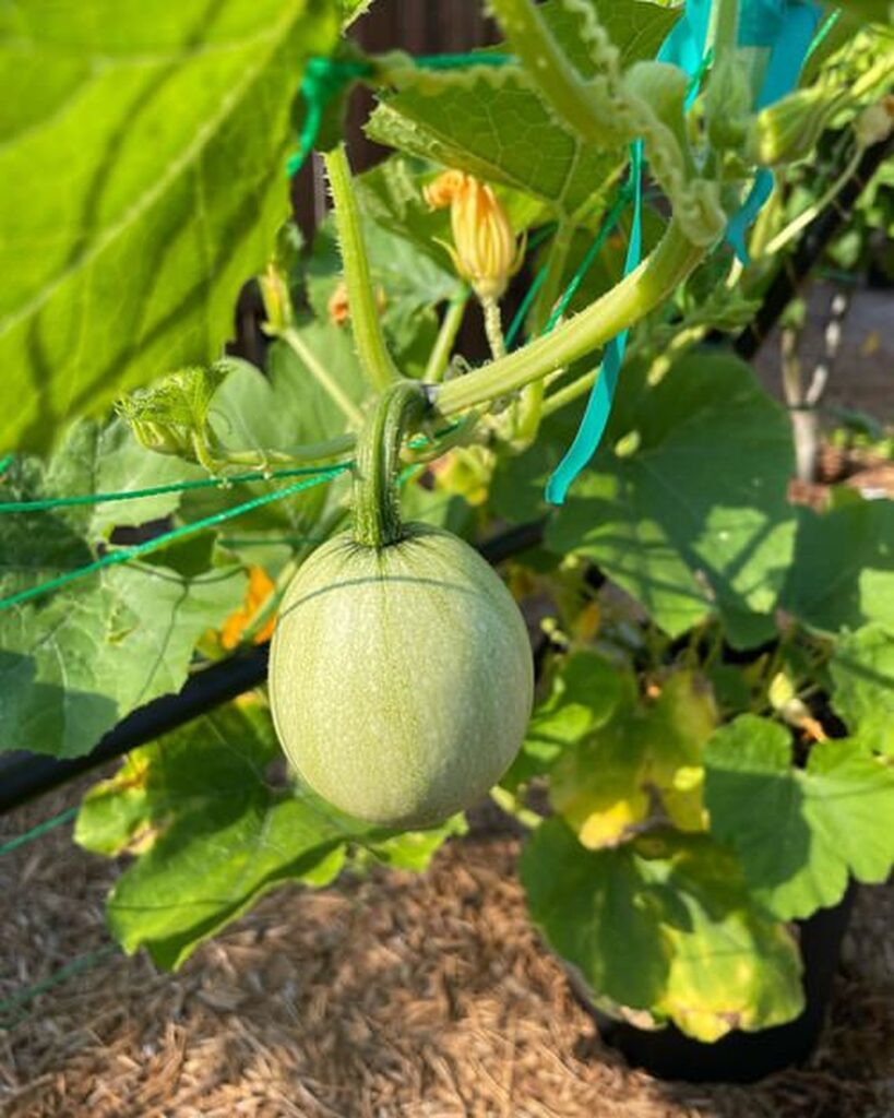 38 Delicious Types of Squash: Best Varieties for Your Garden