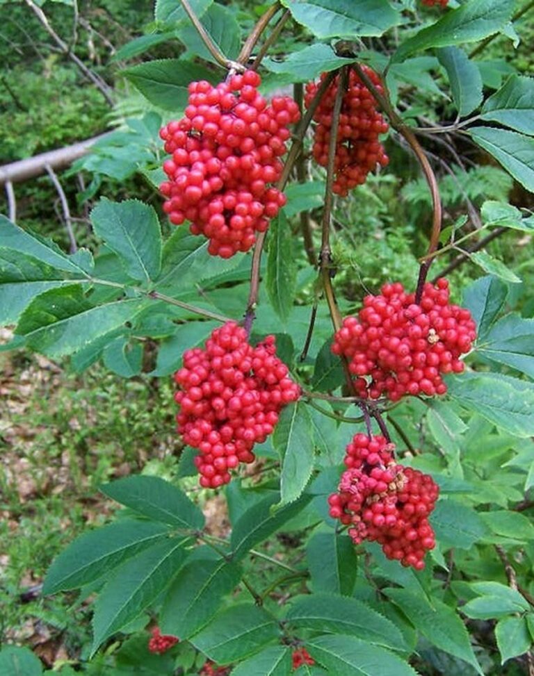 23 Stunning Trees with Red Berries for a Vibrant Garden