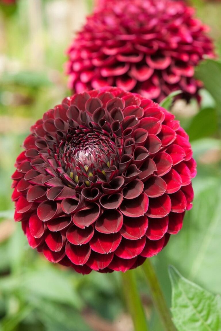 27 Stunning Red Dahlia Varieties That Will Brighten Any Garden
