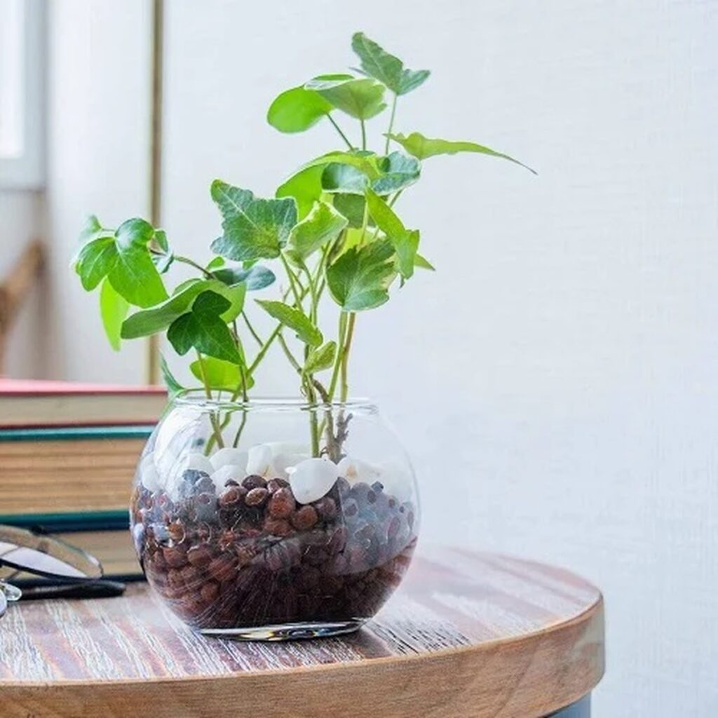 26 Perfect Indoor Plants for Glass Containers to Brighten Any Room