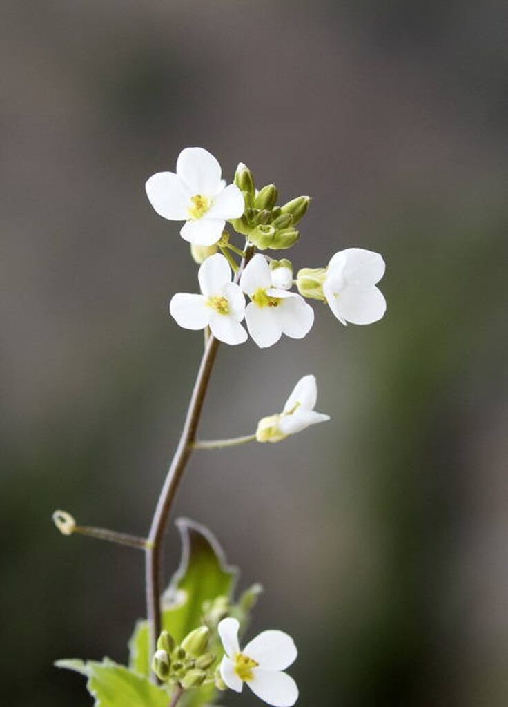 16 Stunning 4 Petal Flowers That'll Brighten Your Garden
